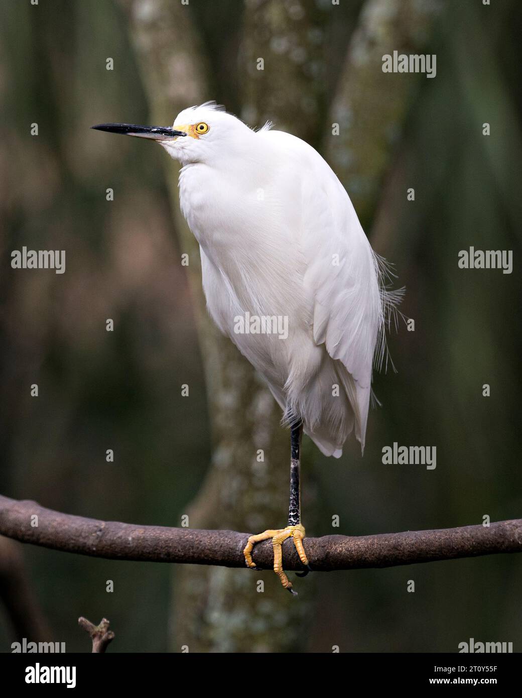 Snowy Egret close-up front view perched on one leg with a blur forest ...