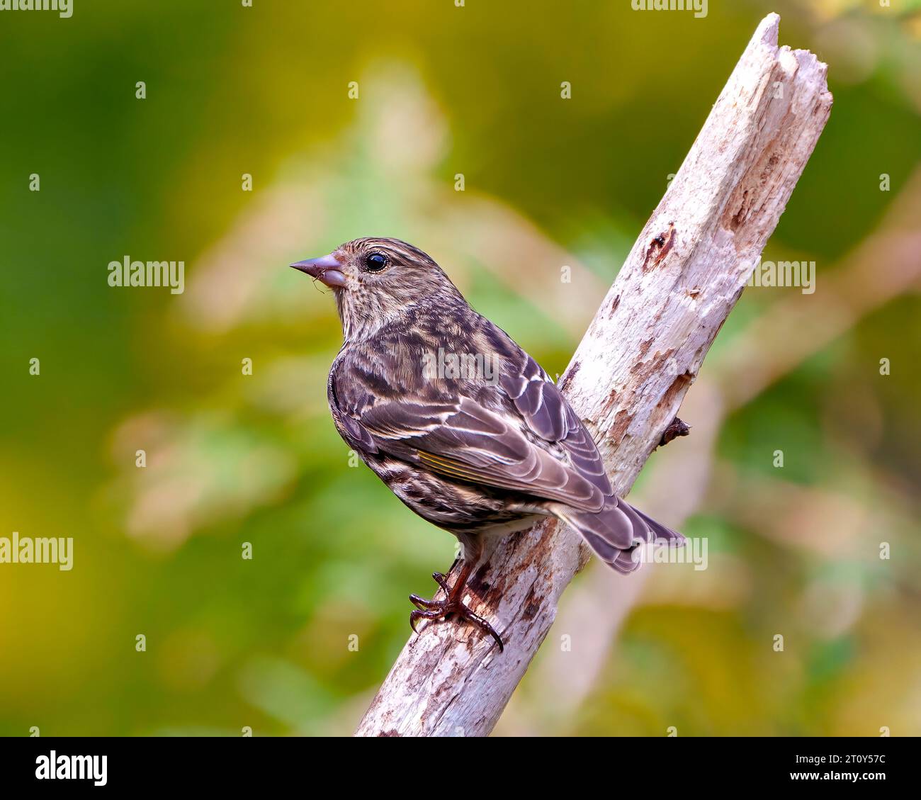 Sparrow close up side view perched on a branch with a colourful ...