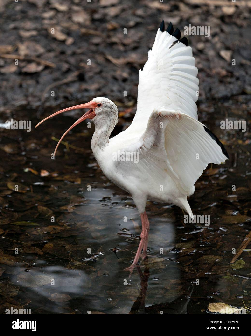 White Ibis bird close-up side view in the water shouting or singing ...