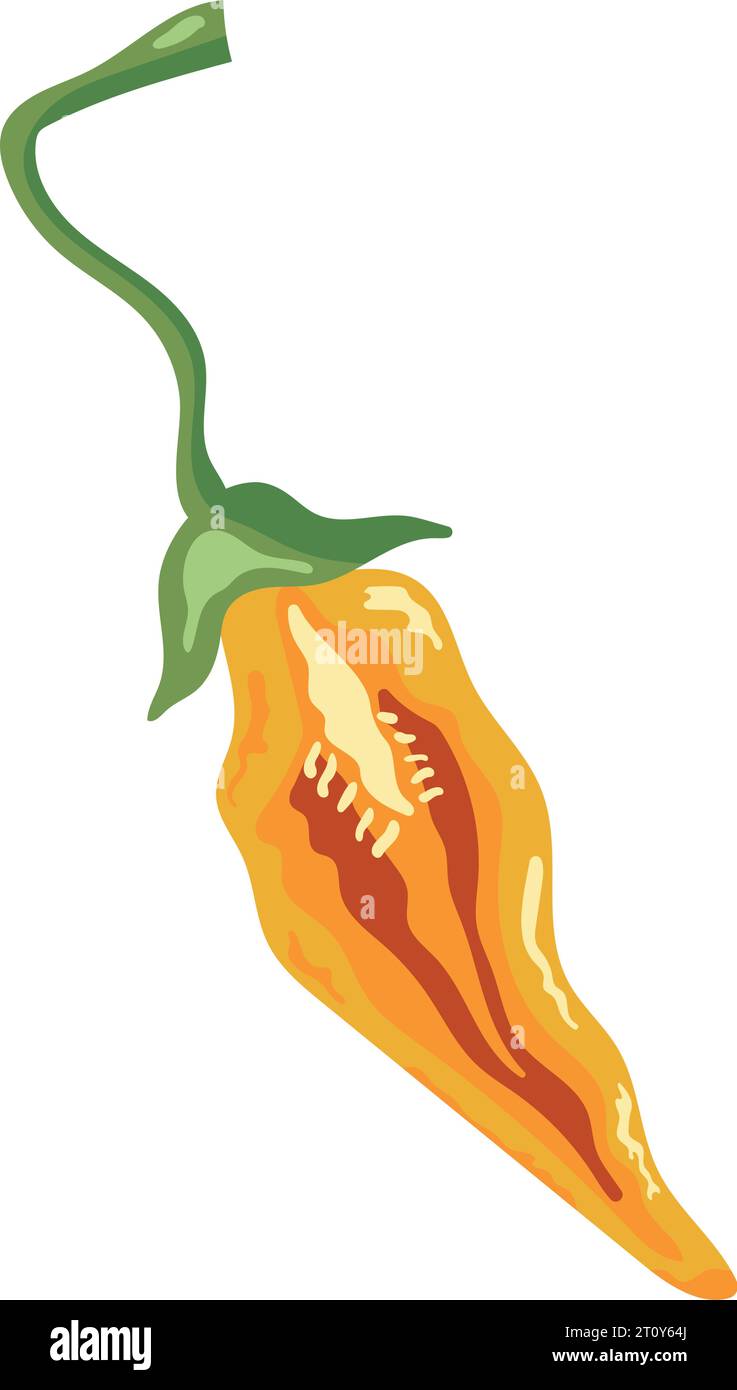 Half jalapeno chilli pepper Stock Vector Images - Alamy