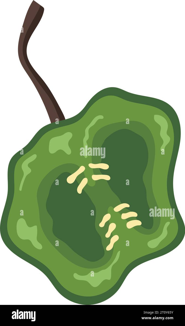 Half jalapeno chilli pepper Stock Vector Images - Alamy