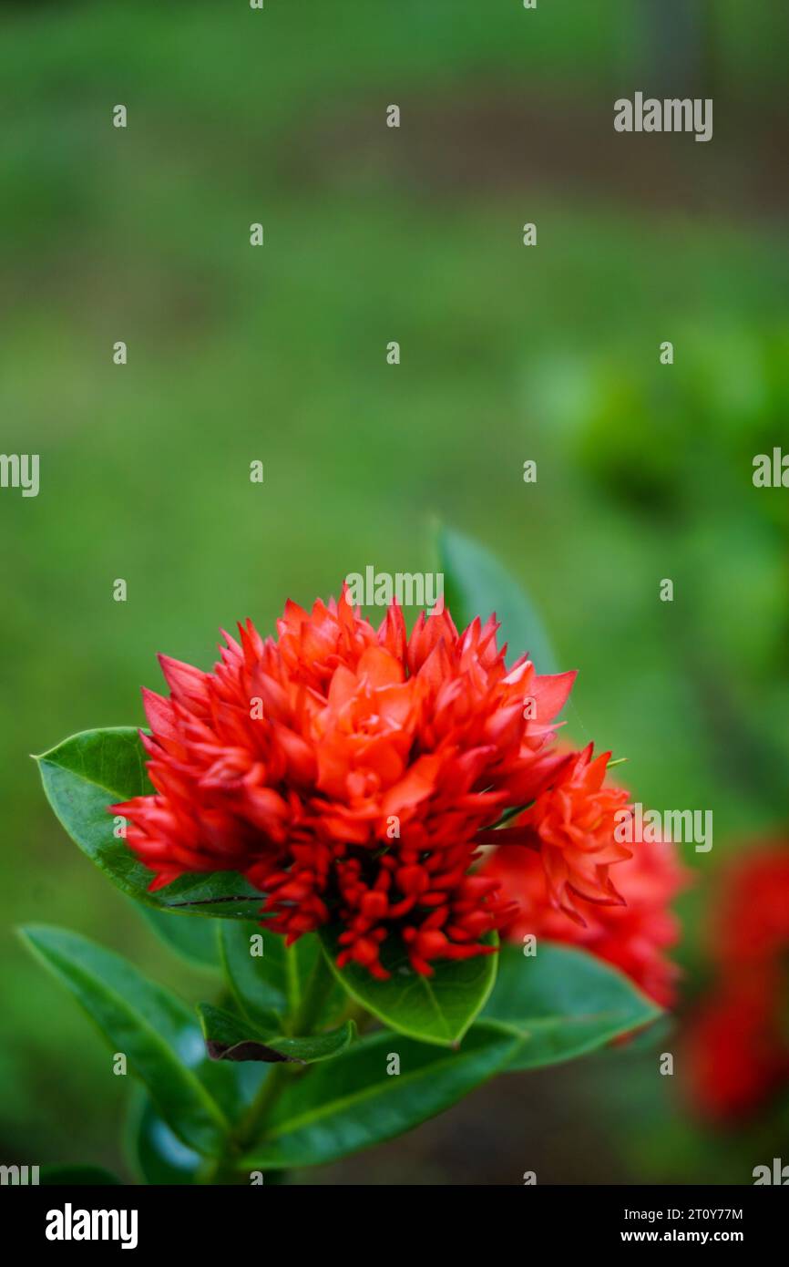 Stock photo of modern home garden composition filled with many ...