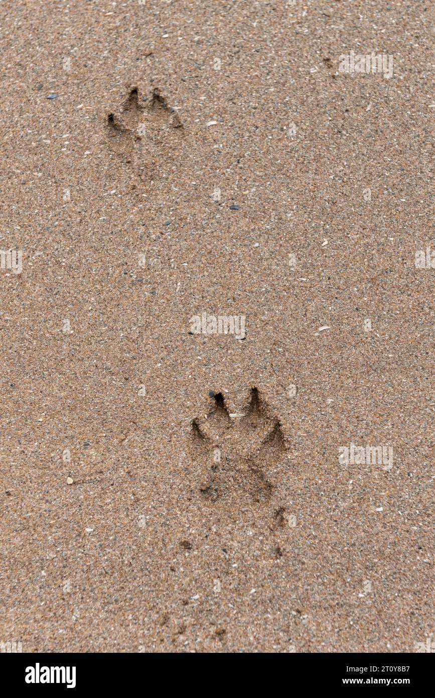 Paw print sof a dog in the sand Stock Photo - Alamy