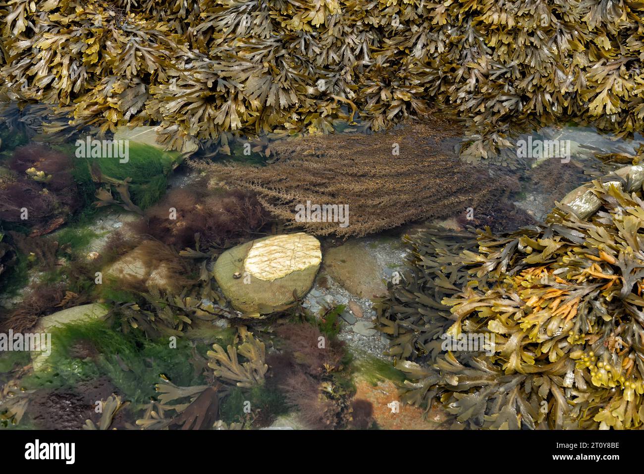 Tidal flat species hi-res stock photography and images - Alamy