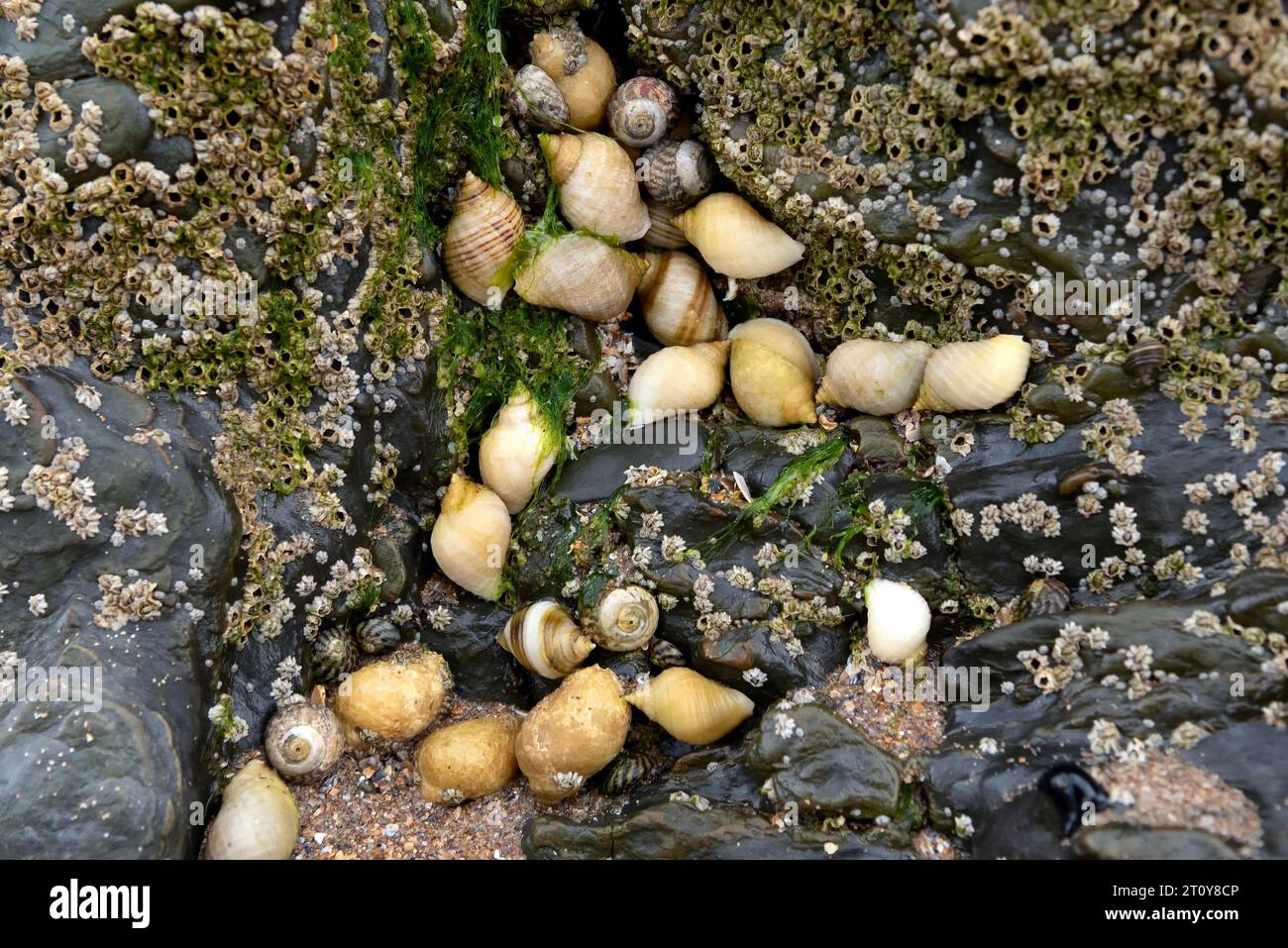 Rock covered in seaweed hi-res stock photography and images - Alamy