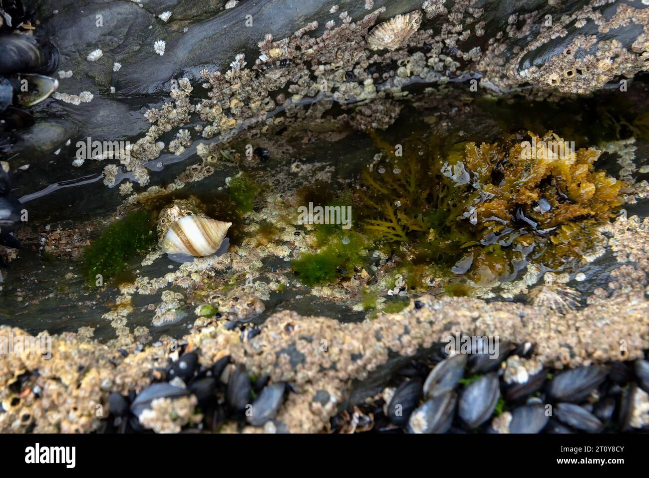 Rock pool with dog whelk, barnacles, seaweed, limpets and mussels Stock ...