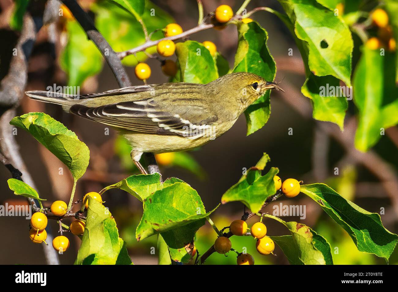 Blackpoll warbler during fall migration with insect prey Stock Photo ...