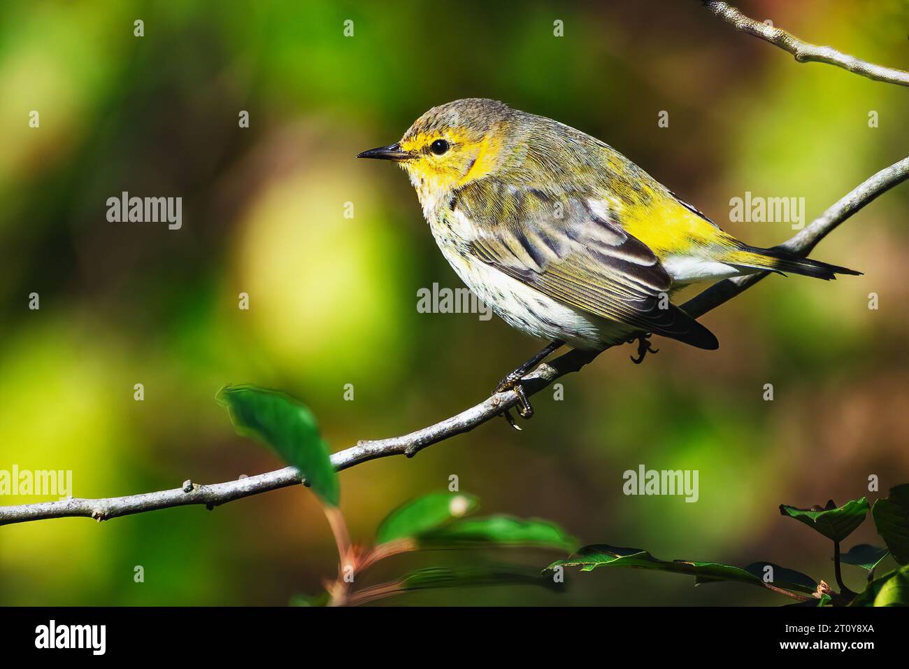 Cape May warbler during fall migration Stock Photo - Alamy