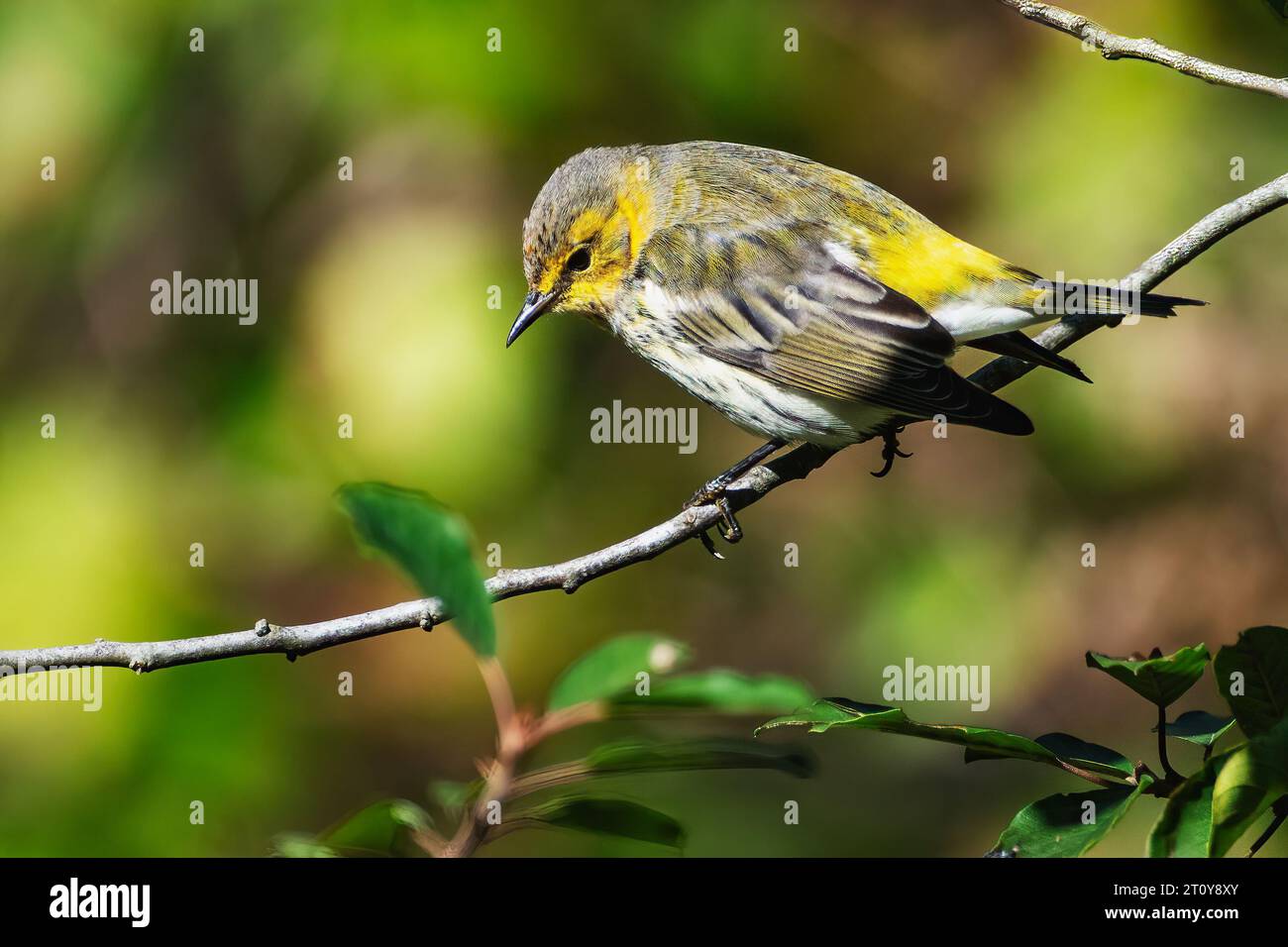 Cape May warbler during fall migration Stock Photo - Alamy