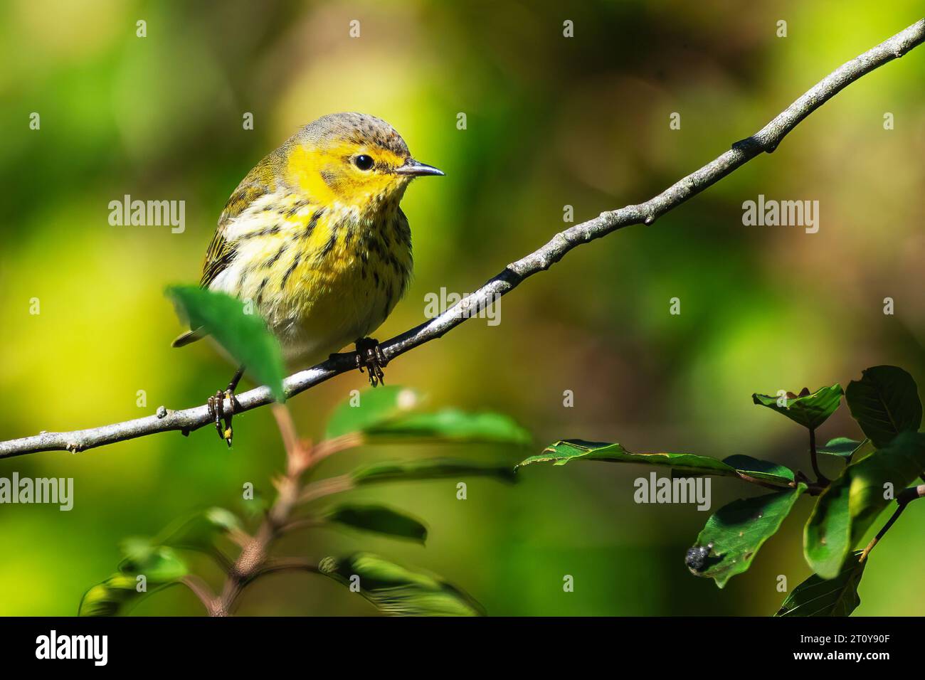 Cape May warbler during fall migration Stock Photo - Alamy