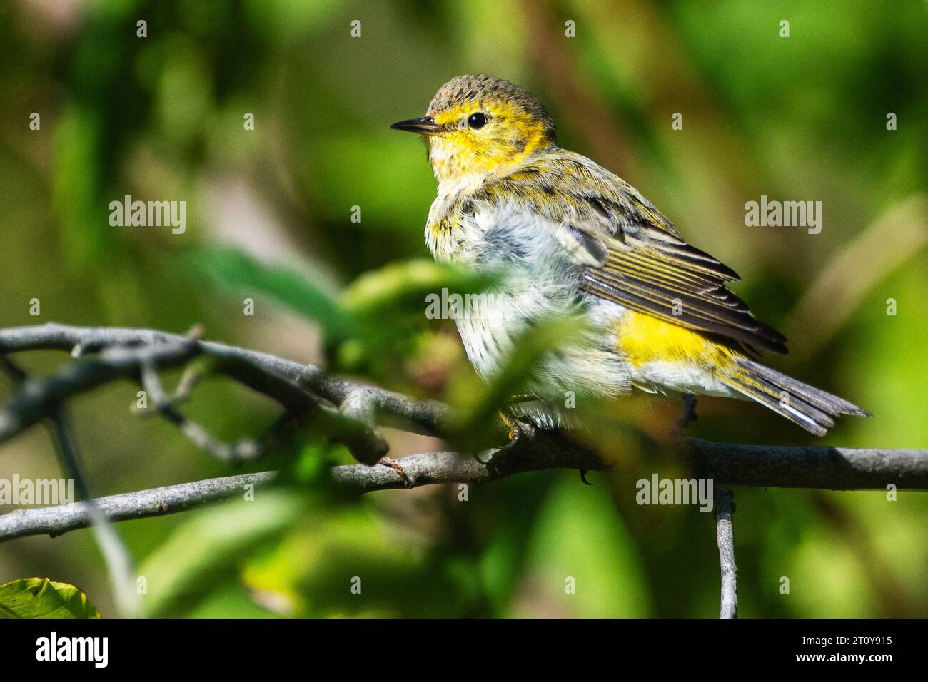 Cape May warbler during fall migration Stock Photo - Alamy