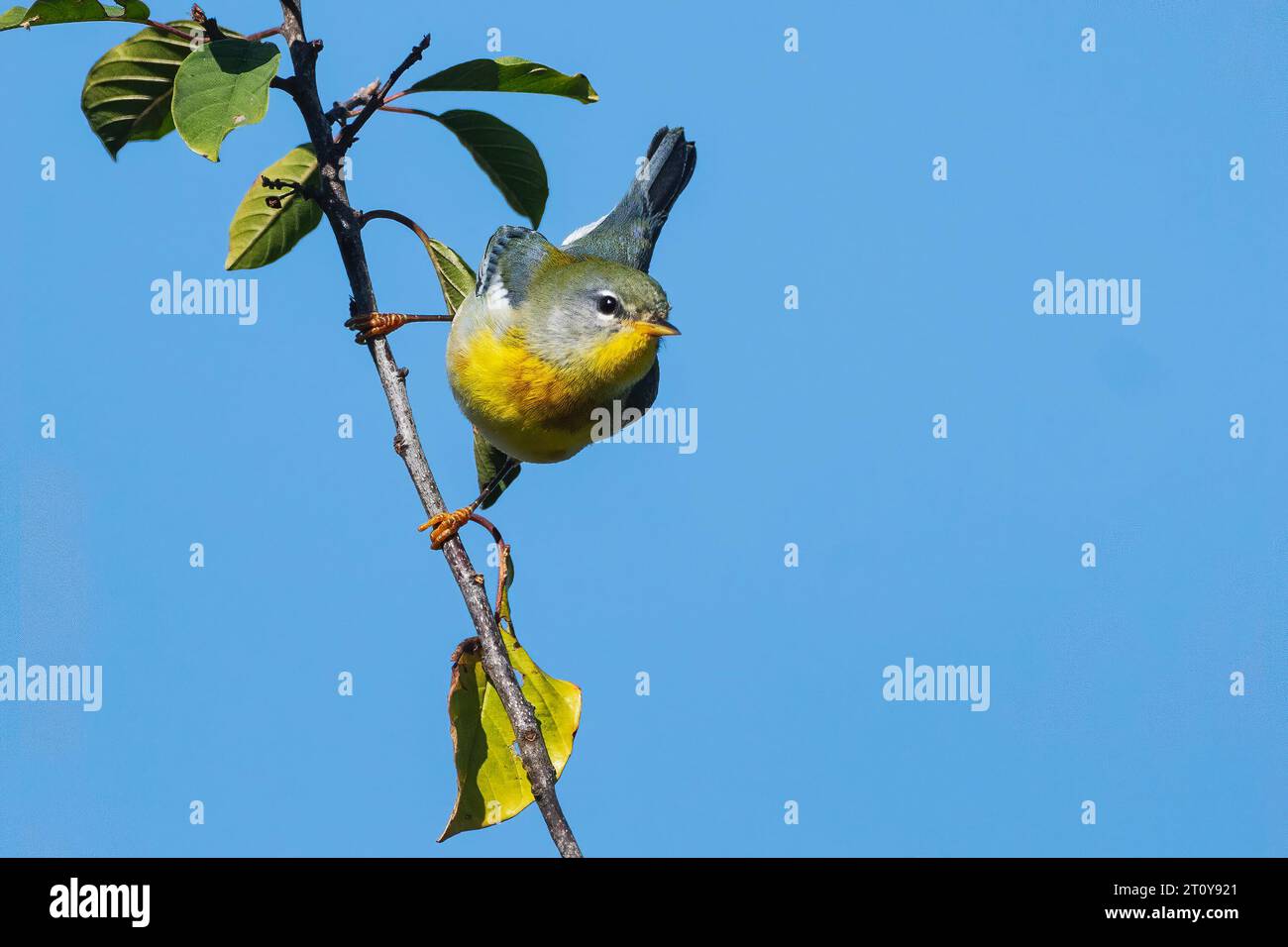 Northern parula warbler during fall migration Stock Photo - Alamy