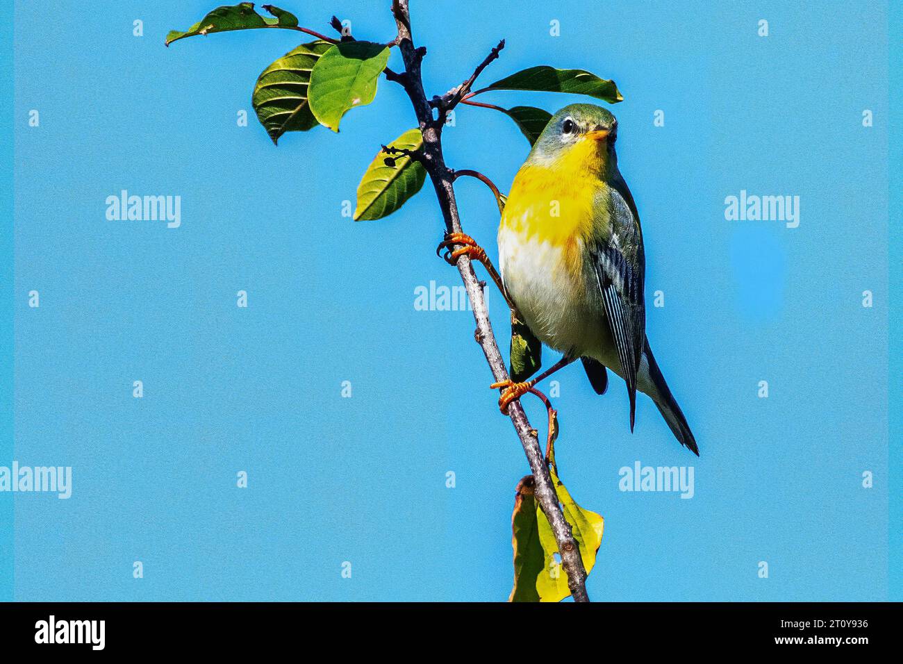 Northern parula warbler during fall migration Stock Photo - Alamy