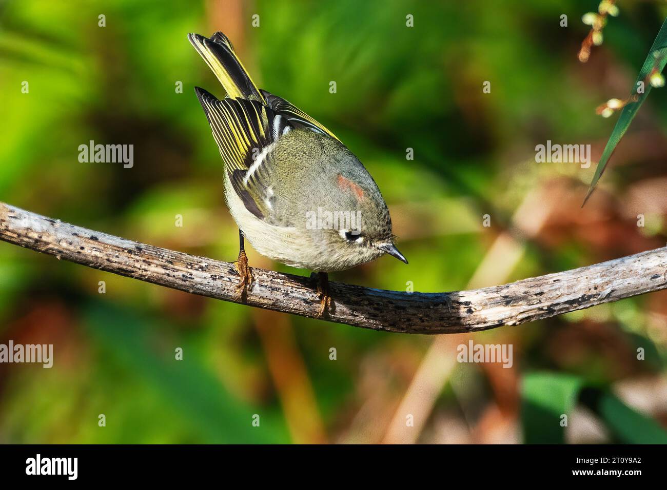 Ruby-crowned kinglet during fall migration Stock Photo - Alamy