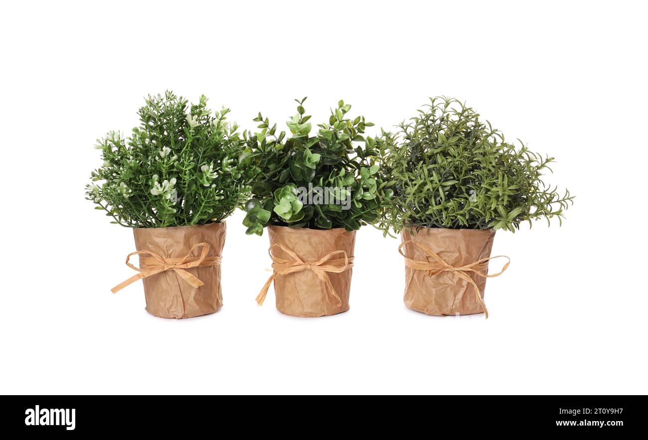 Artificial potted herbs on white background. Home decor Stock Photo - Alamy