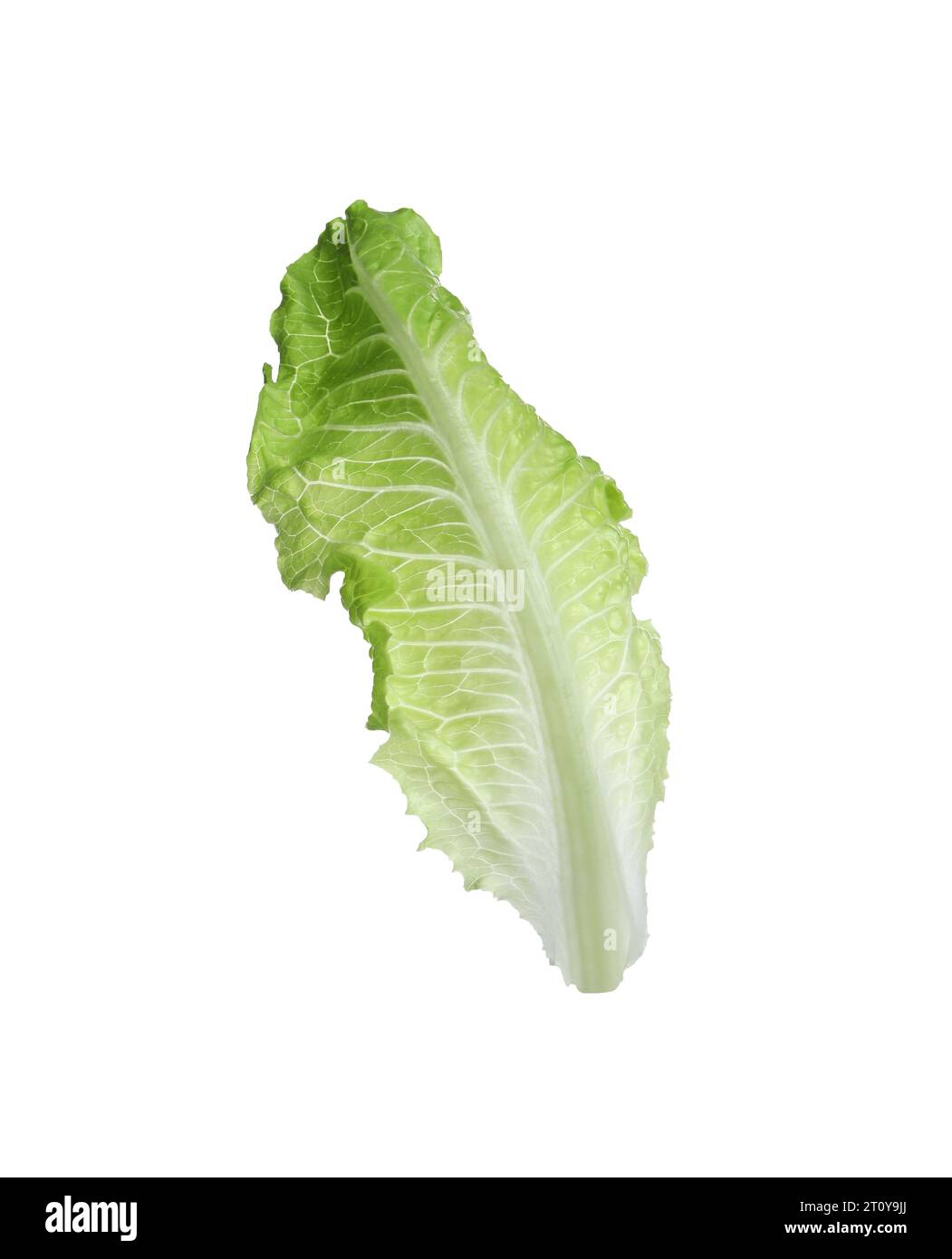 Fresh leaf of green romaine lettuce isolated on white Stock Photo - Alamy
