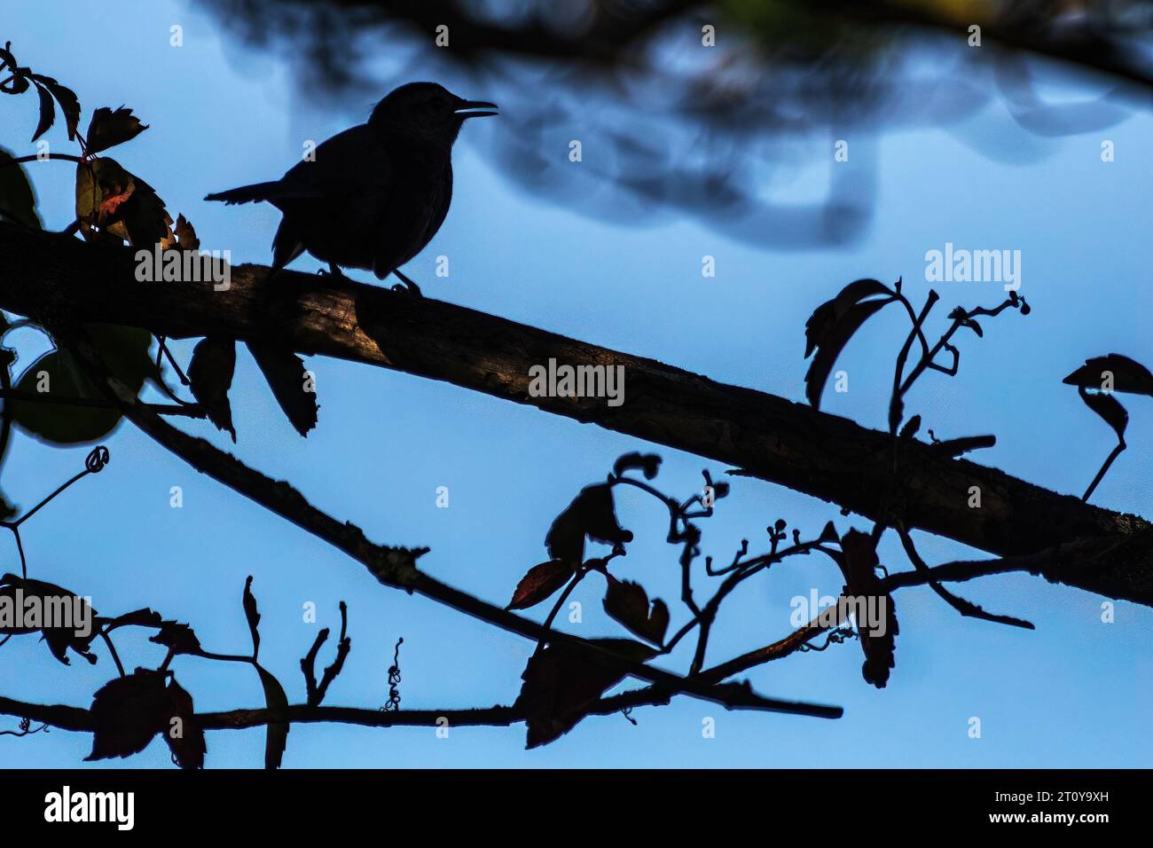 warbler silhouette during fall migration Stock Photo - Alamy