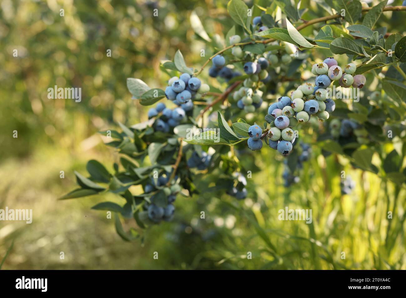 Bush of wild blueberry with berries growing outdoors, space for text ...