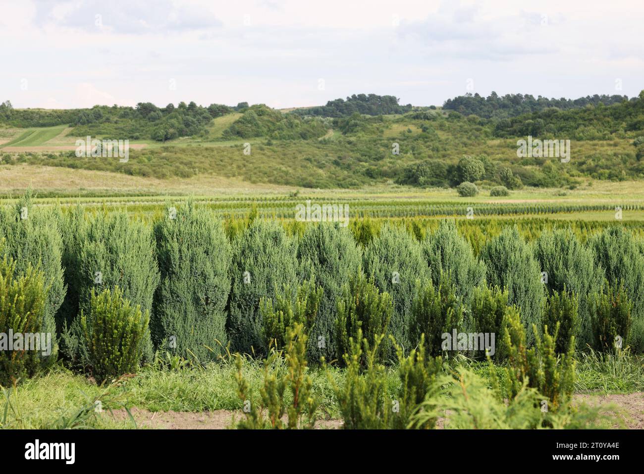 Green grass bushes hi-res stock photography and images - Alamy