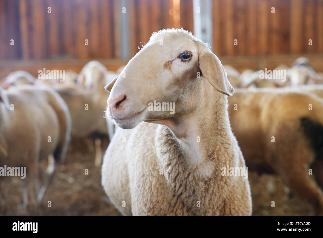 Sheep in barn hi-res stock photography and images - Alamy