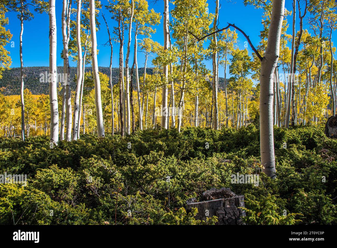The Pando. Largest living organism on planet earth. Aspen clones from a ...