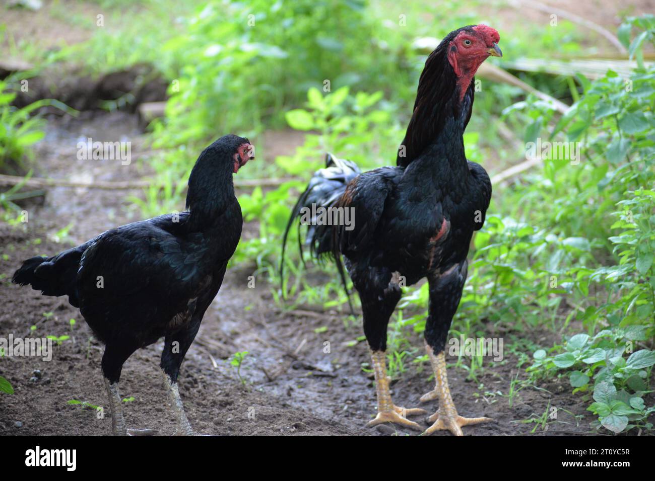 one of the srilankan hen farming Stock Photo - Alamy