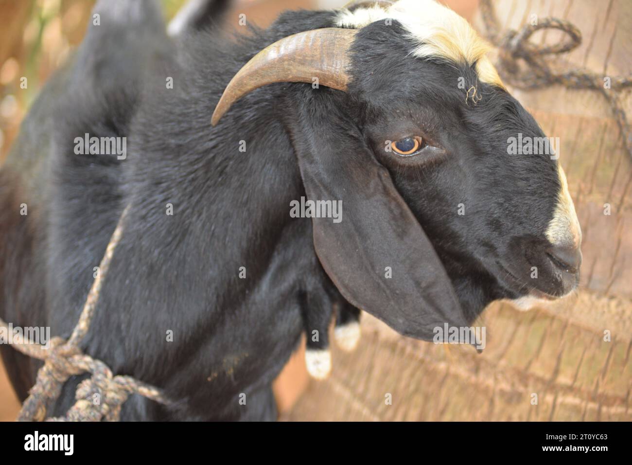 this is one of the big goat in srilanka it is colour is black and white ...