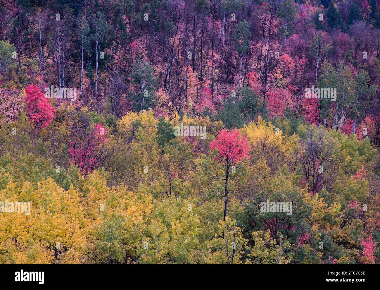 Autumn colors and majestic scenery along the famous Alpine Loop, Utah ...