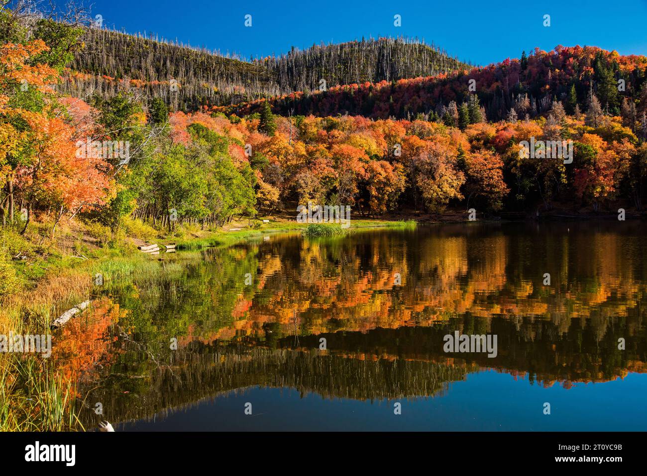Maple and aspen reflections in Payson Lakes. Mt. Nebo Scenic Loop Stock ...