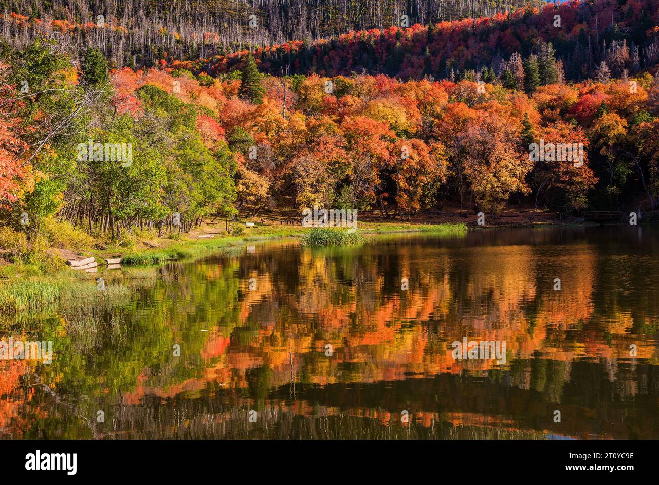 Maple and aspen reflections in Payson Lakes. Mt. Nebo Scenic Loop Stock ...
