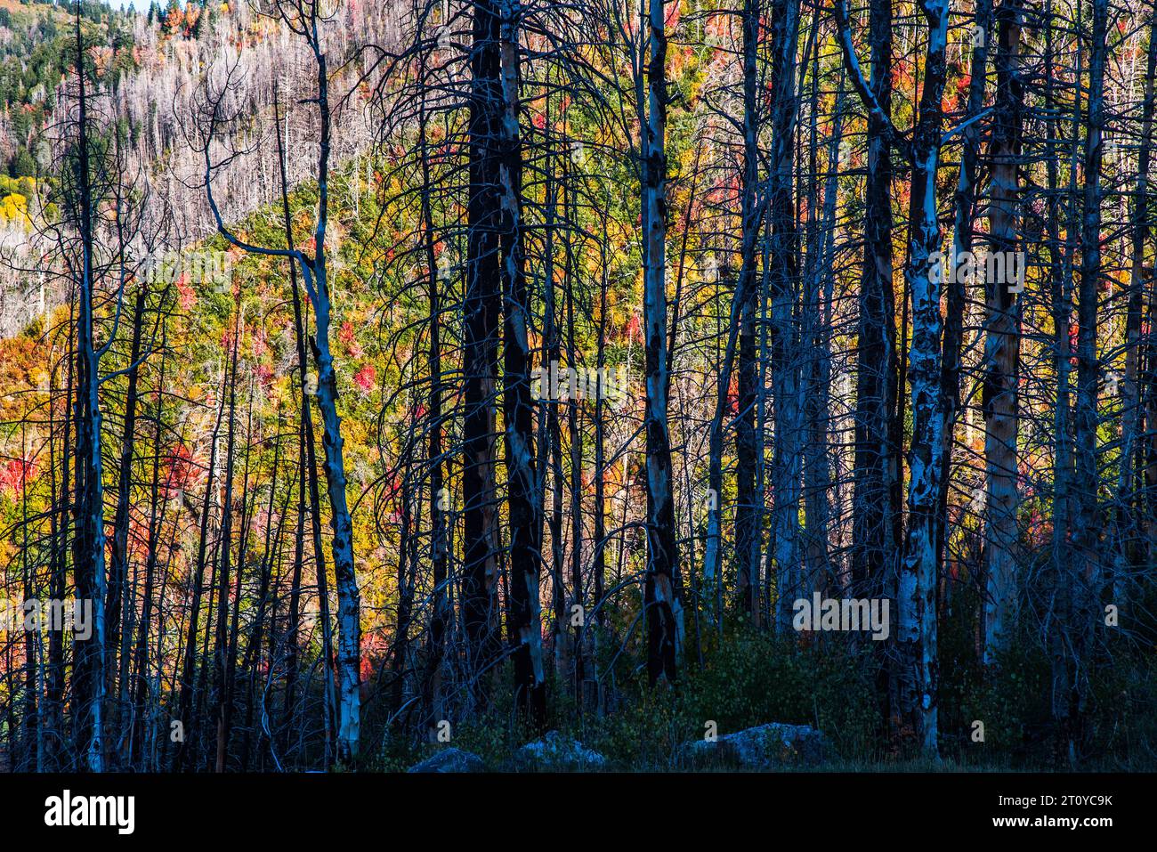 Burned out forest hi-res stock photography and images - Alamy
