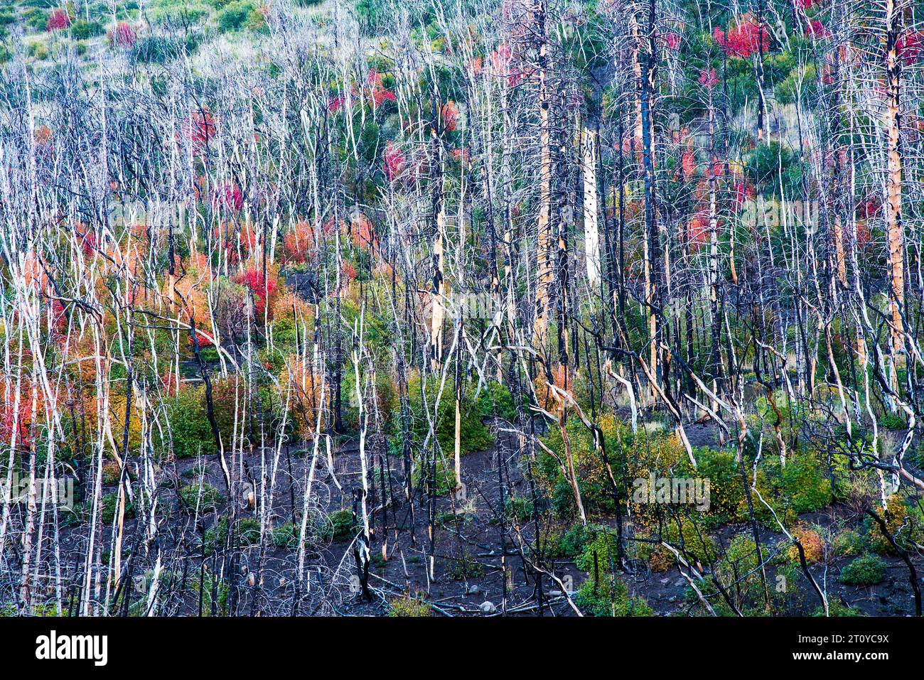 Burned aspen forest hi-res stock photography and images - Alamy