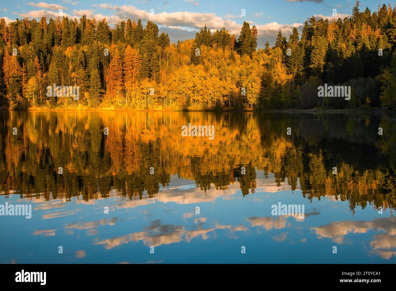 Maple and aspen reflections in Payson Lakes. Mt. Nebo Scenic Loop Stock ...