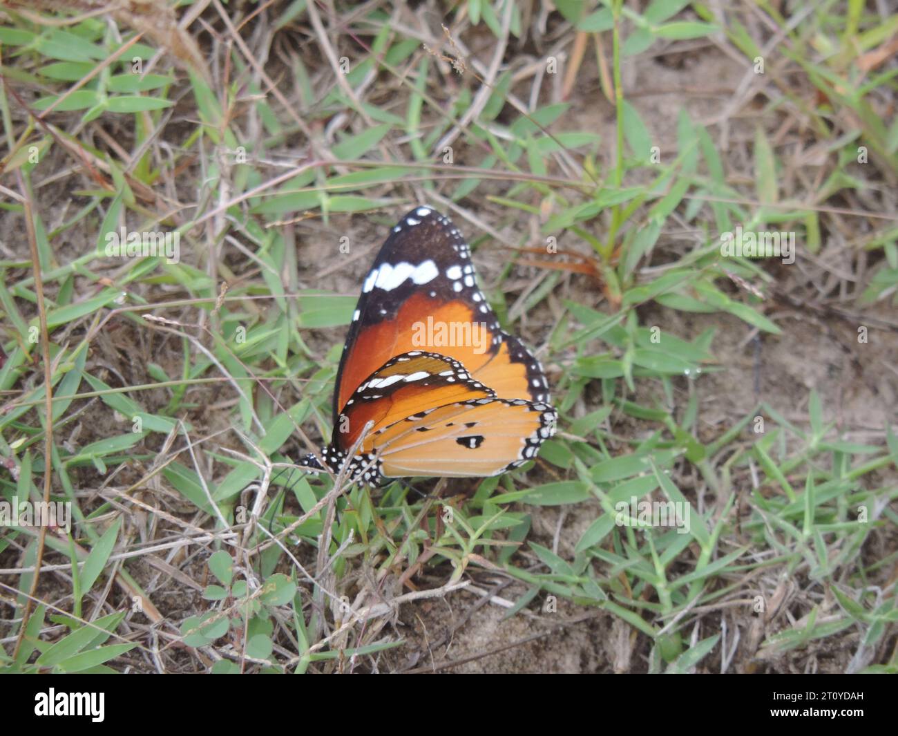 Sri Lankan Butterflies and Dragonflies in the Wild Stock Photo - Alamy