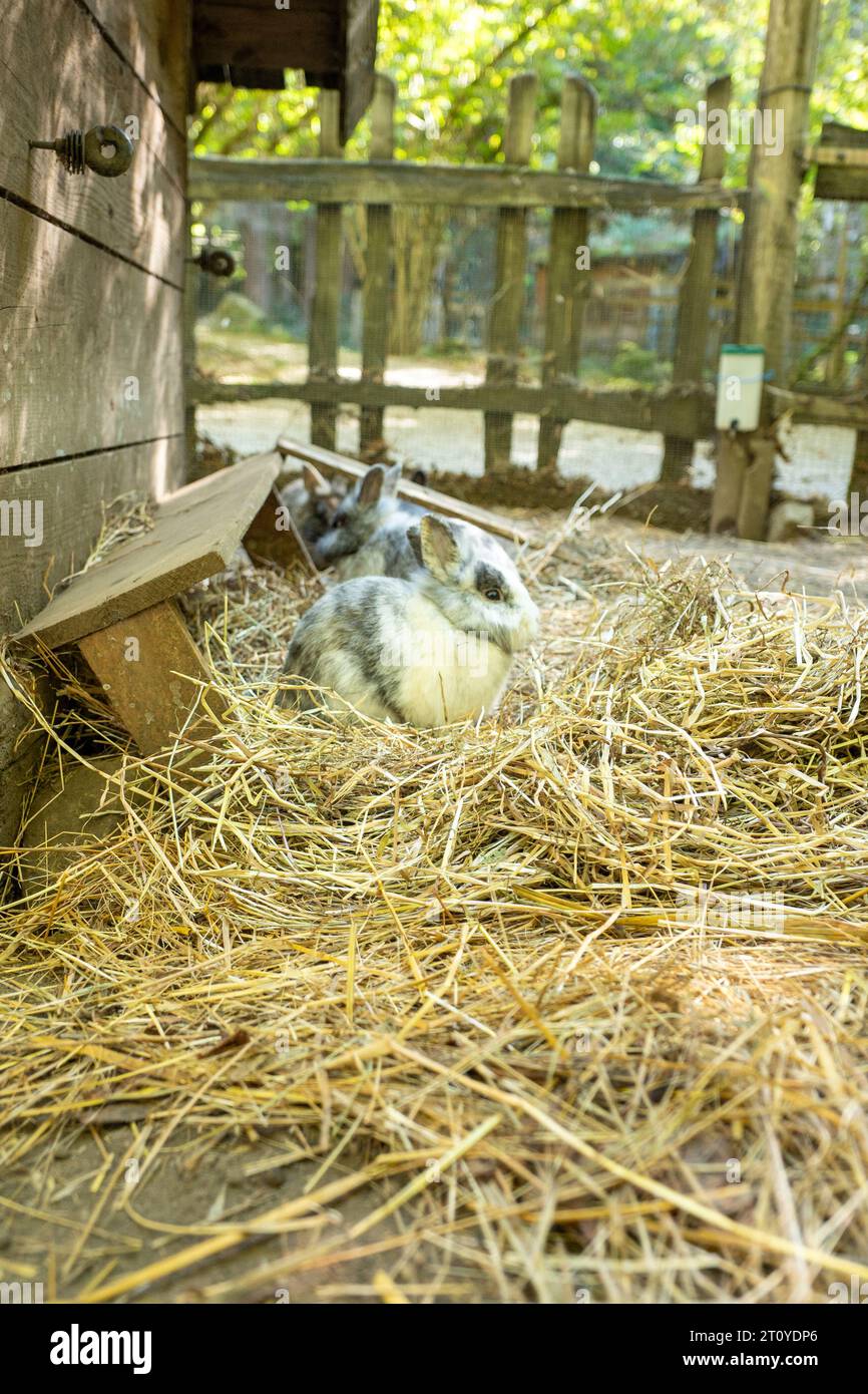 Rabbit in the Orlu National Wildlife Reserve, in Ariège, the Maison des ...