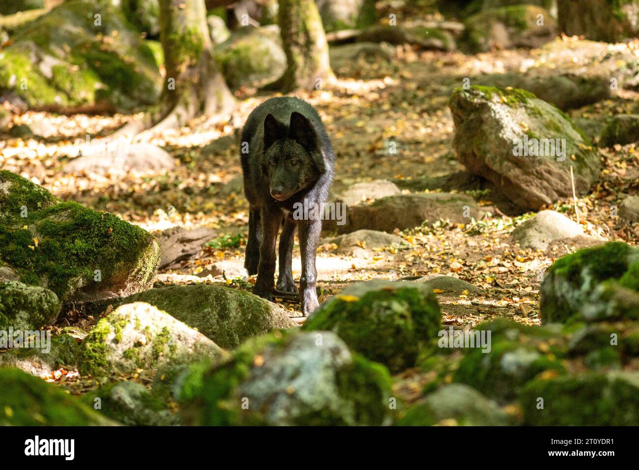 American Wolves in the Orlu National Wildlife Reserve, in Ariège, the ...