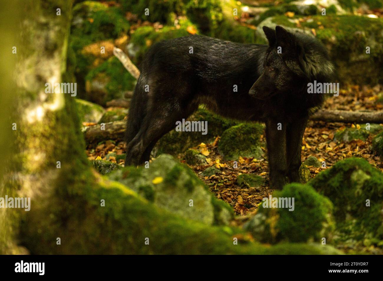 American Wolves in the Orlu National Wildlife Reserve, in Ariège, the ...