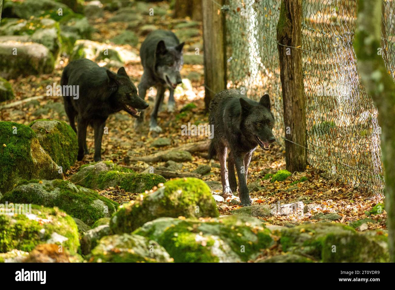 American Wolves in the Orlu National Wildlife Reserve, in Ariège, the ...