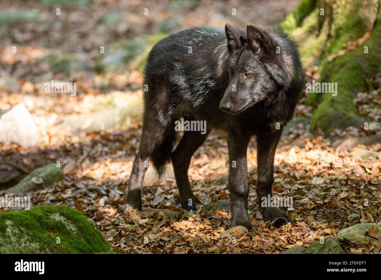 American Wolves in the Orlu National Wildlife Reserve, in Ariège, the ...