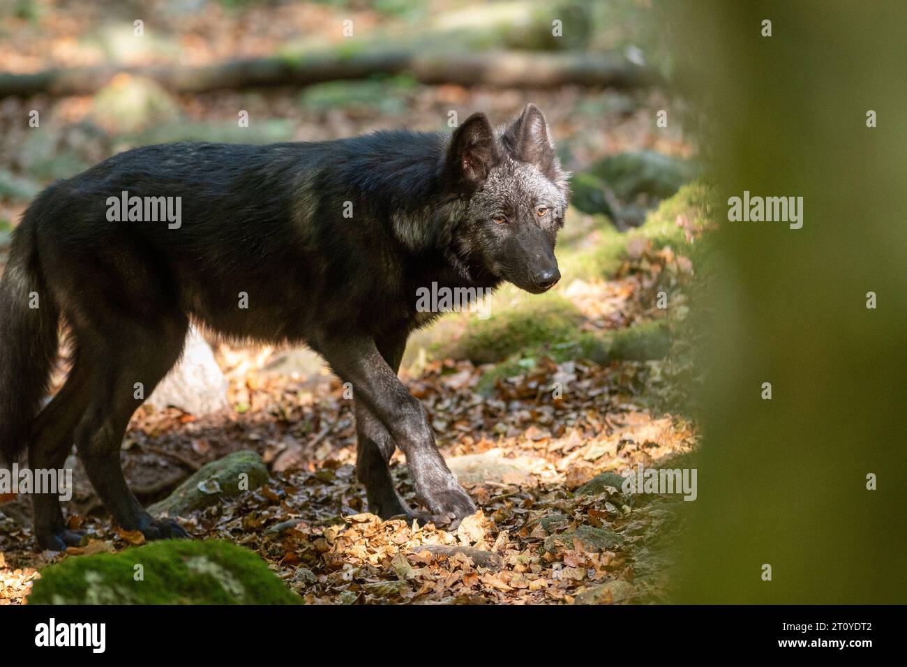 American Wolves in the Orlu National Wildlife Reserve, in Ariège, the ...