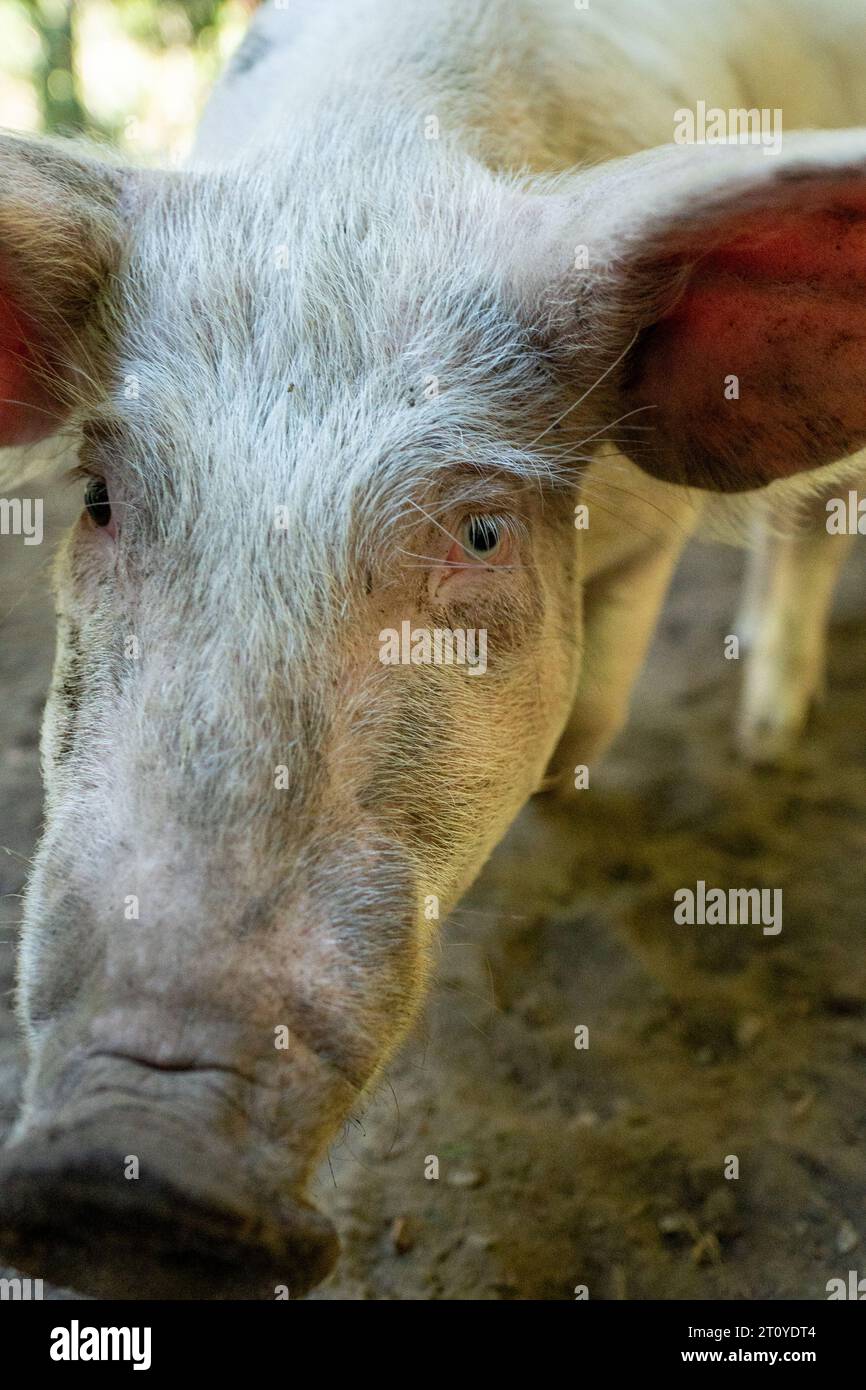 Pig in the Orlu National Wildlife Reserve, in Ariège, the Maison des ...
