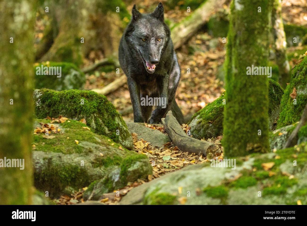 American Wolves in the Orlu National Wildlife Reserve, in Ariège, the ...