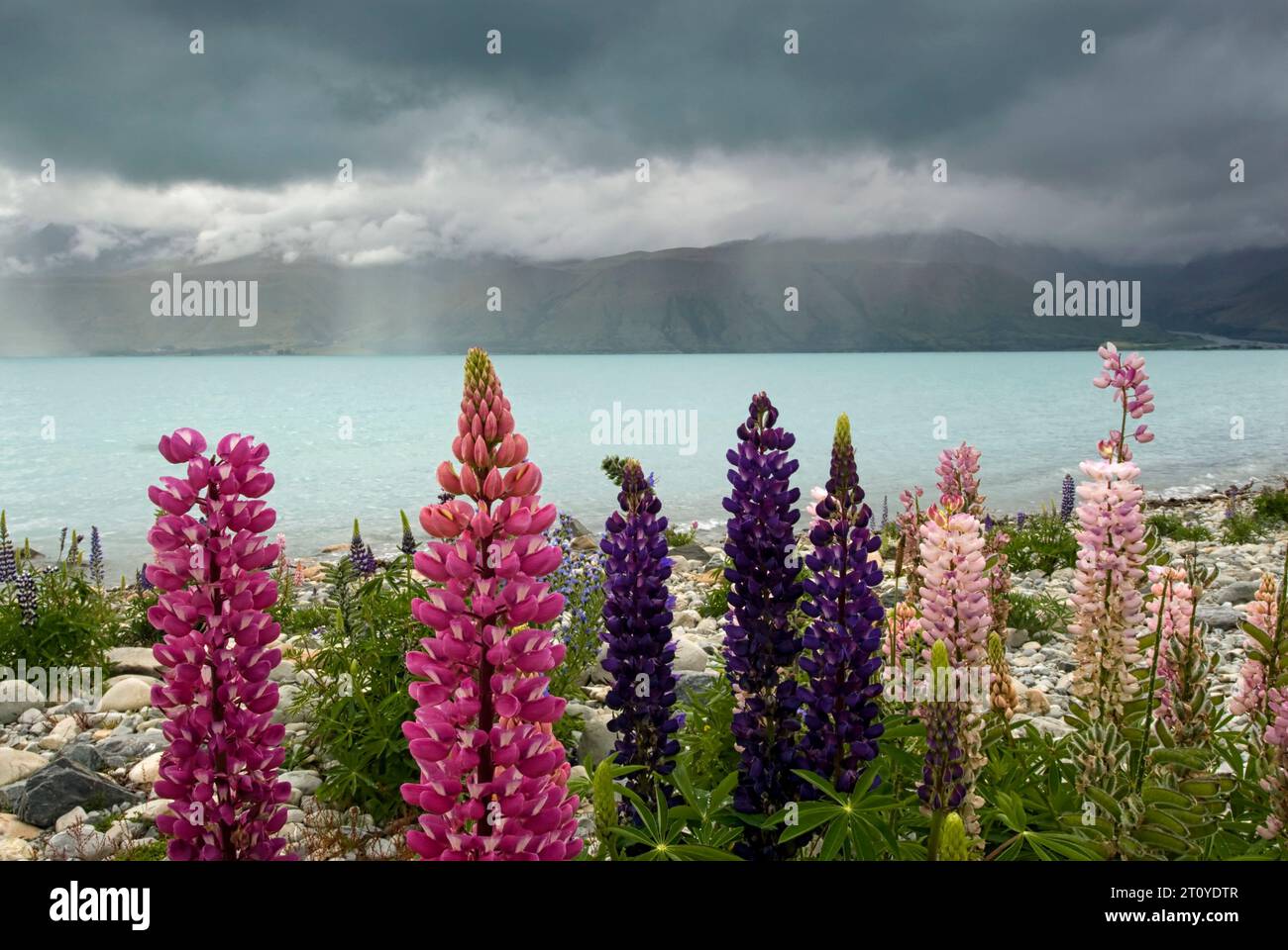 Lake Pukaki with Lupins, Mount Cook National Park, UNESCO World ...