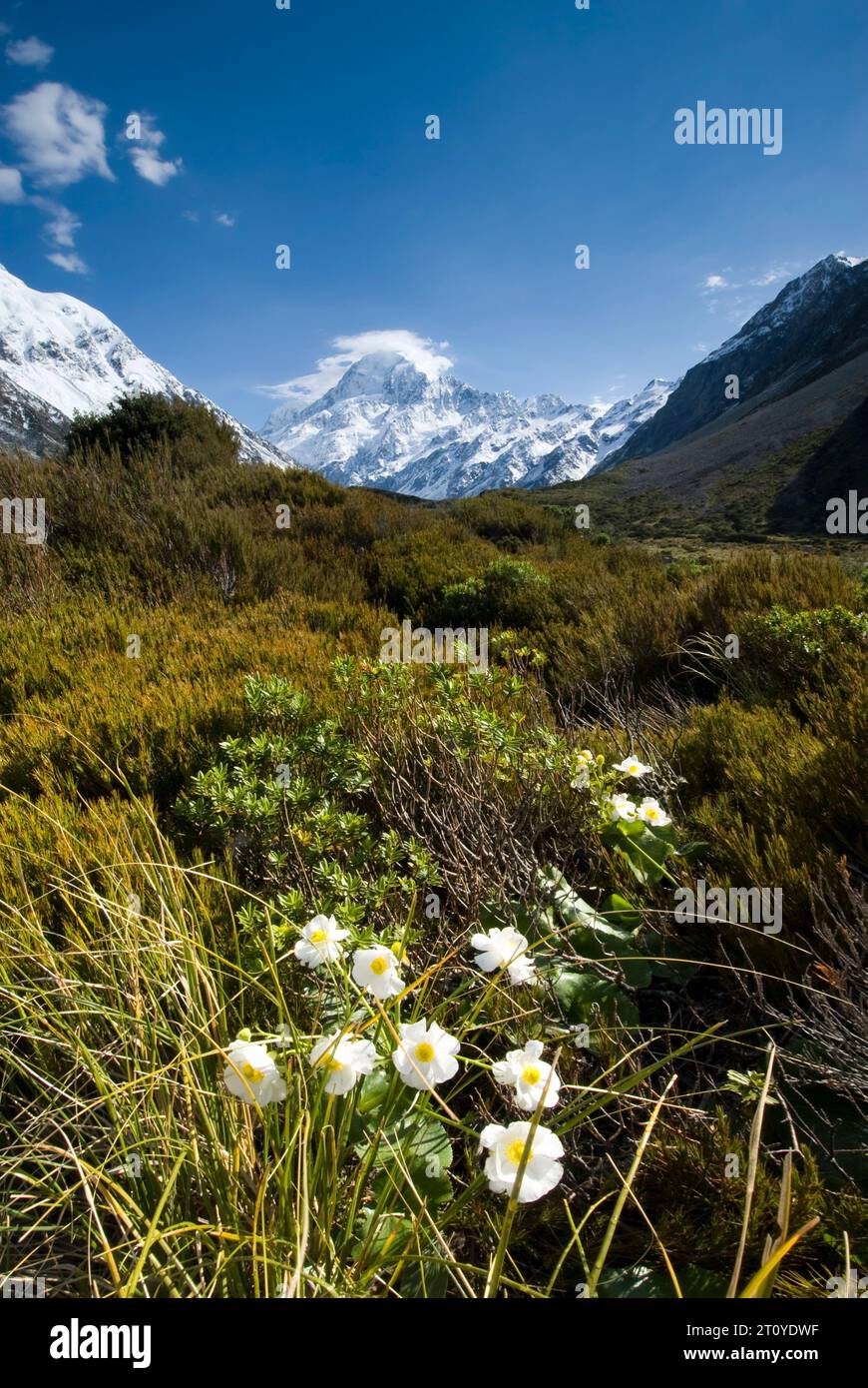 Mt Cook with Buttercups in the Hooker valley, Mount Cook National Park ...