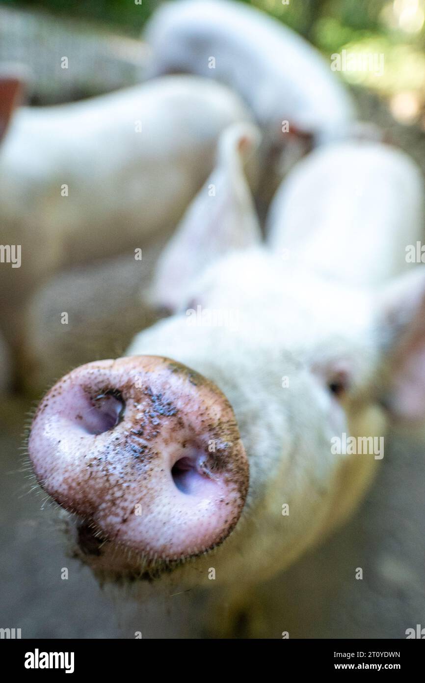 Pig in the Orlu National Wildlife Reserve, in Ariège, the Maison des ...