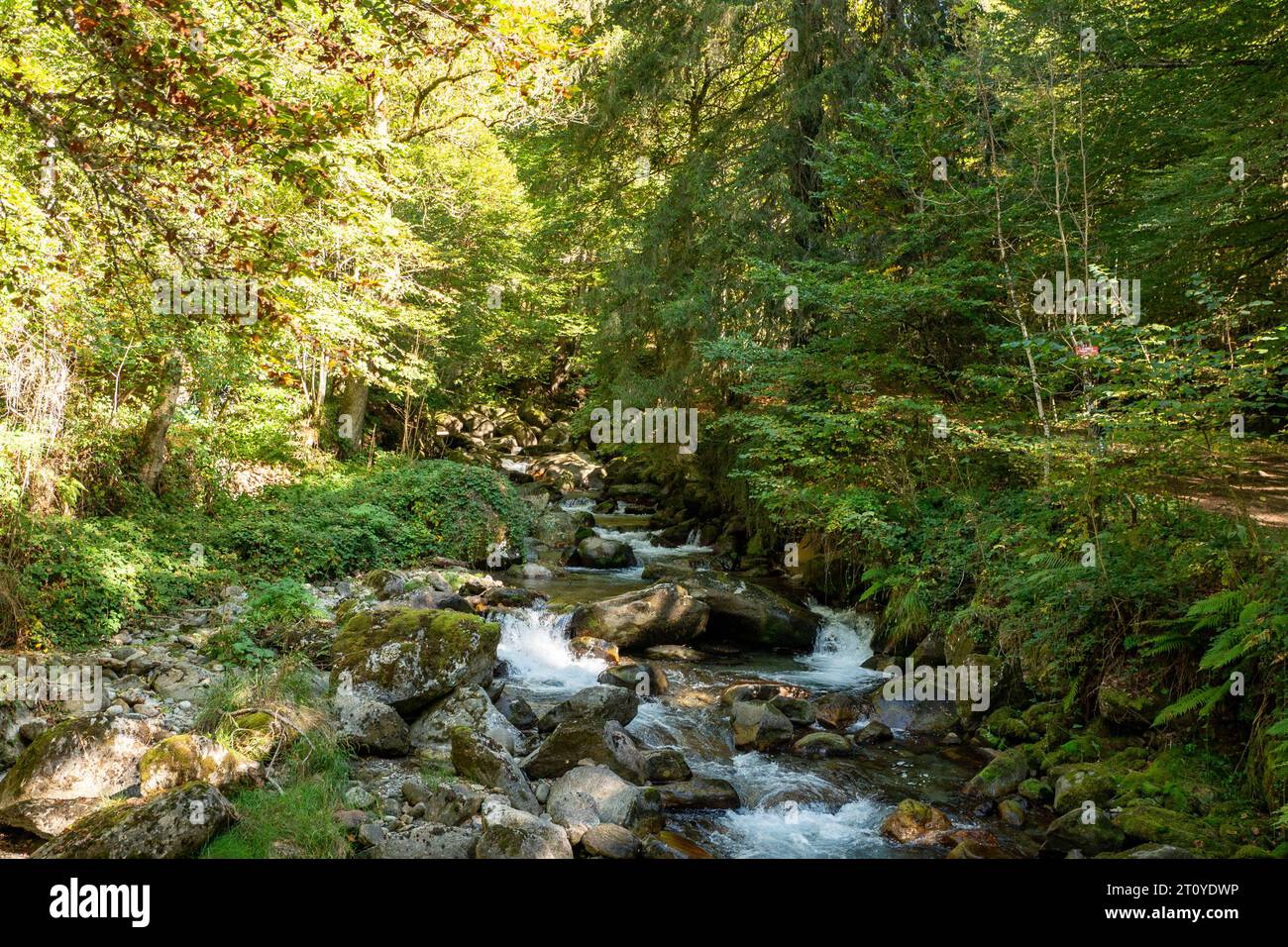 Forests in the Orlu National Wildlife Reserve, in Ariège, the Maison ...