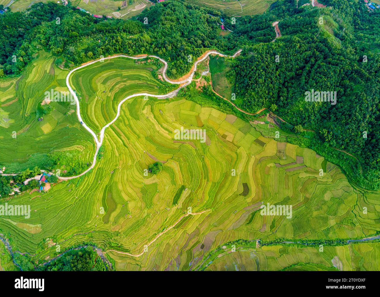 Ripen paddy fields hi-res stock photography and images - Alamy