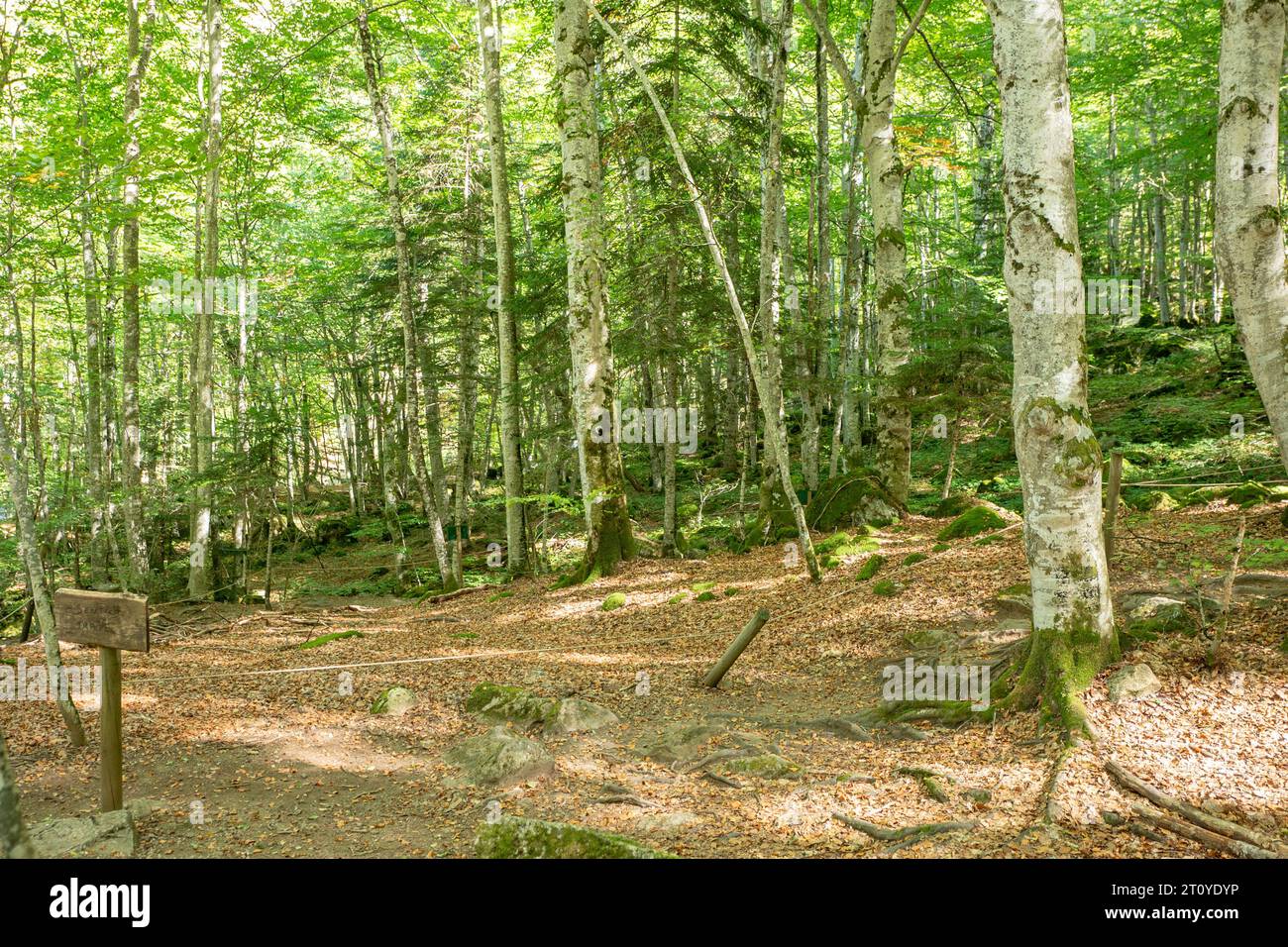 Forests in the Orlu National Wildlife Reserve, in Ariège, the Maison ...