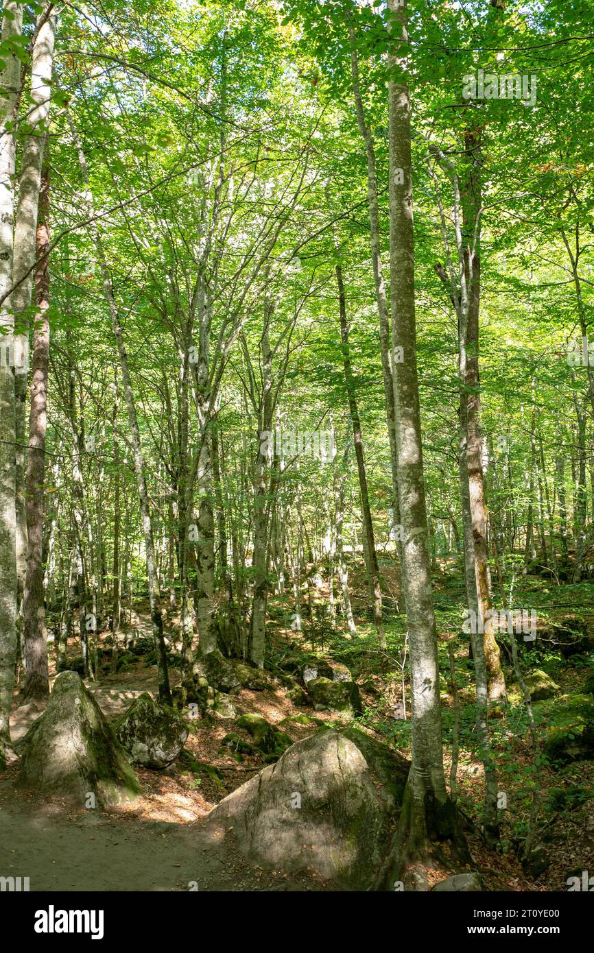 Forests in the Orlu National Wildlife Reserve, in Ariège, the Maison ...
