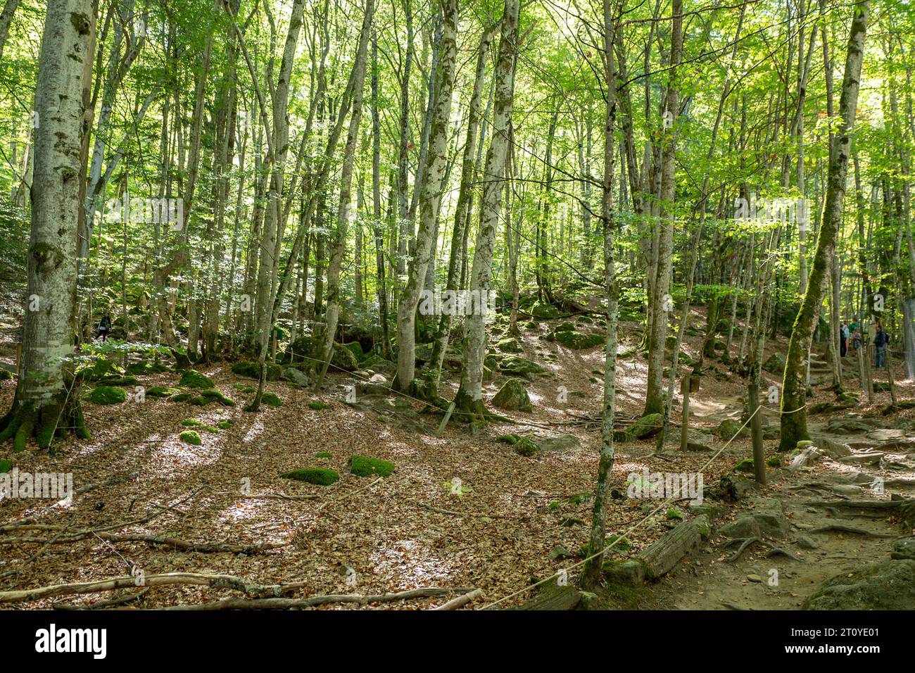 Forests in the Orlu National Wildlife Reserve, in Ariège, the Maison ...